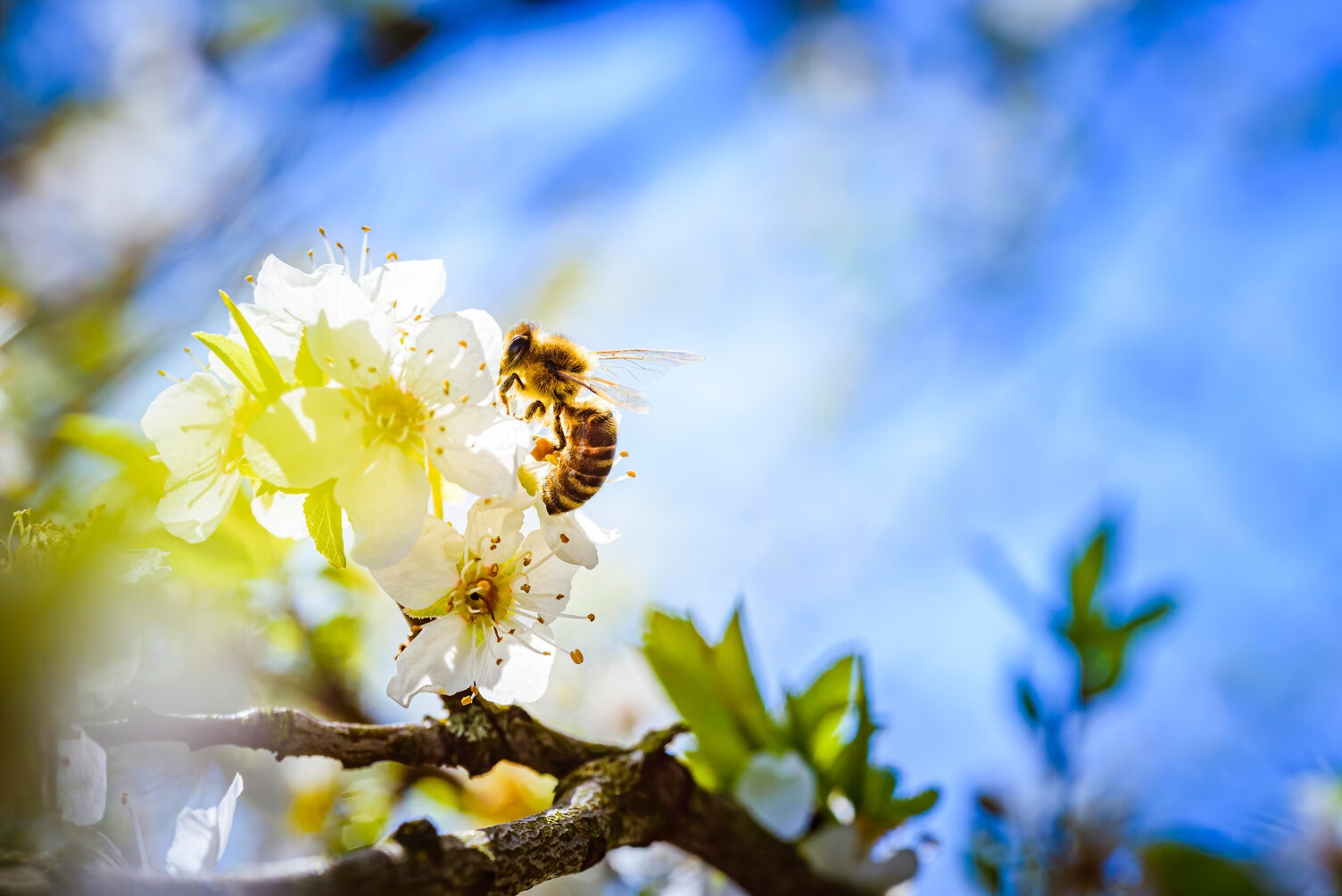 The Vital Role of Bees in Our Ecosystem | The Eco Empress