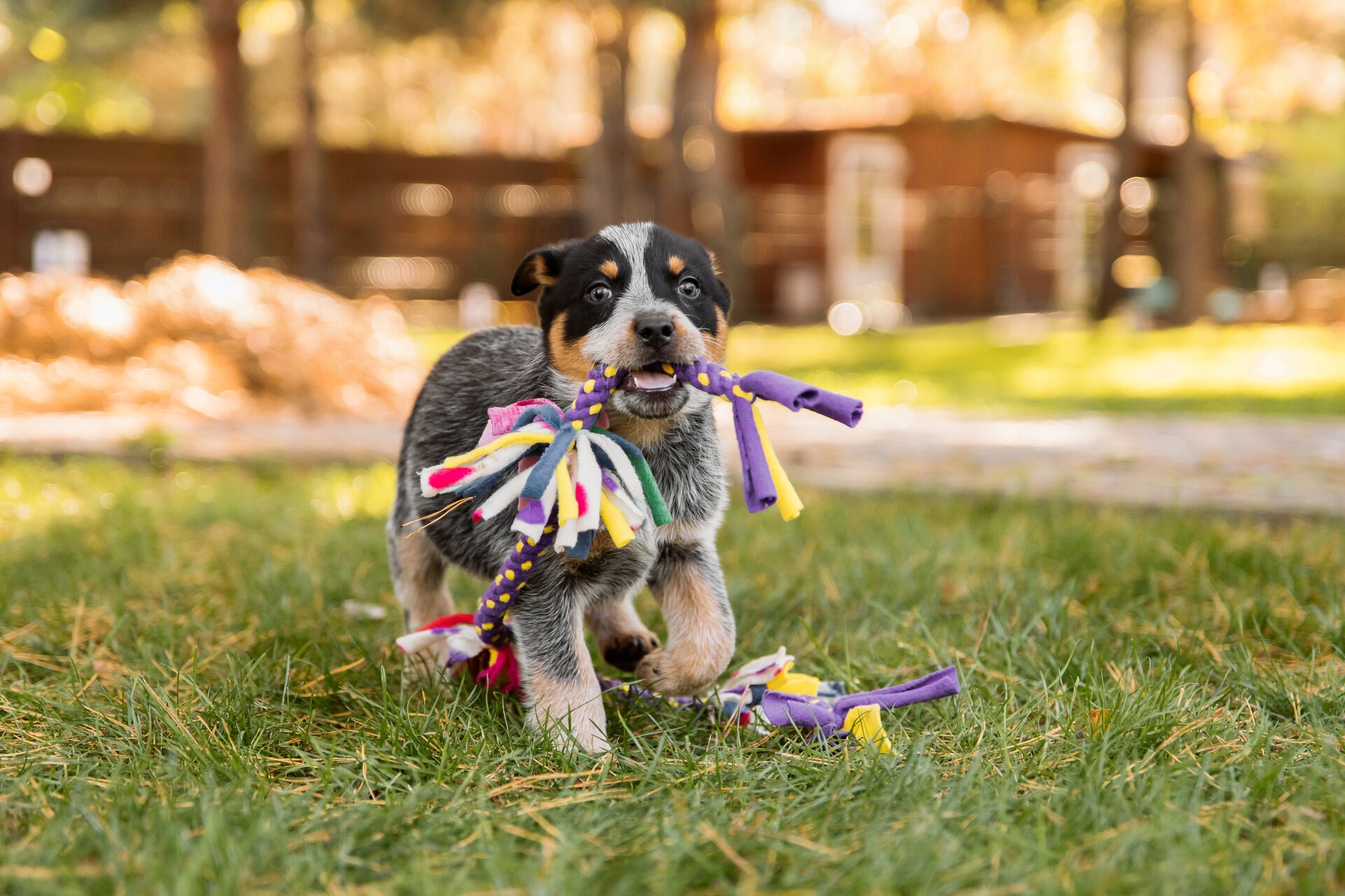 Create Eco-Friendly Pet Toys from Household Items | The Eco Empress